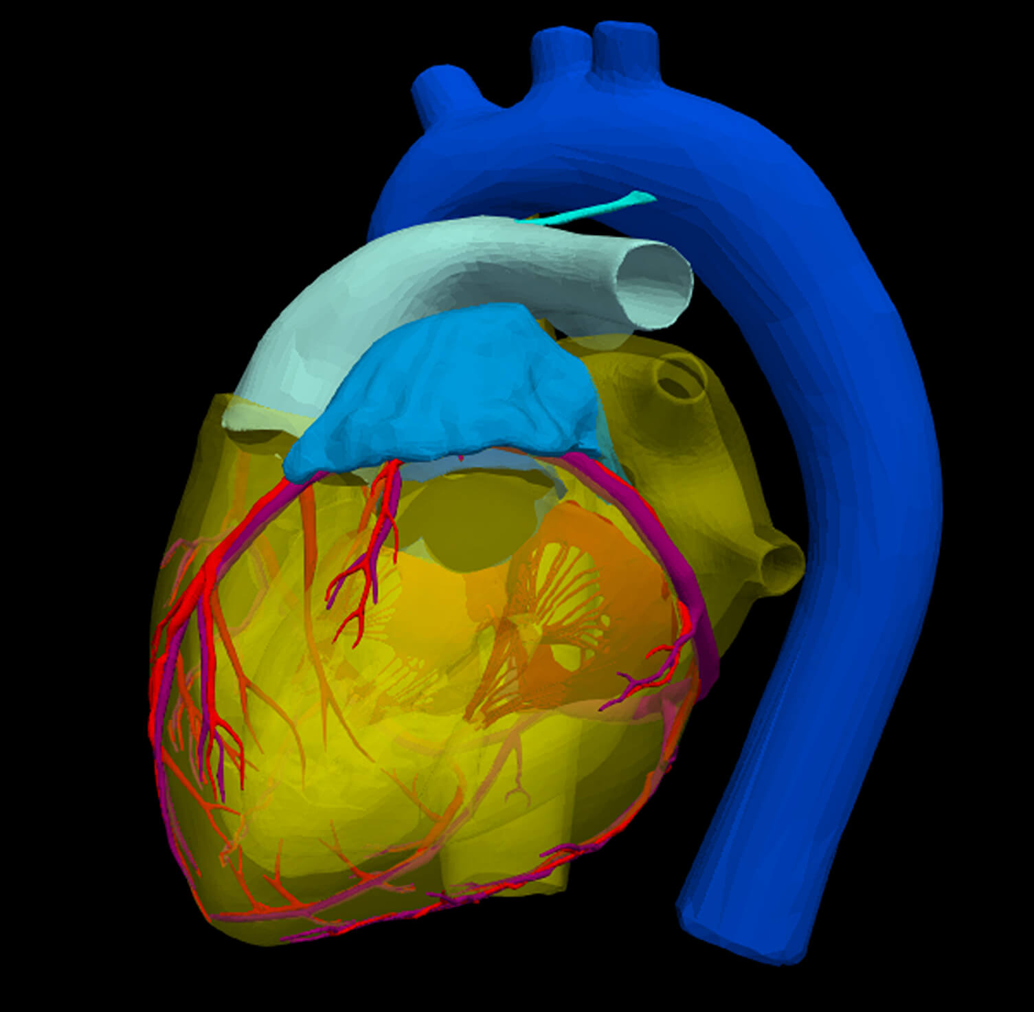 3D Heart Anatomy With Codominance by azekapeka