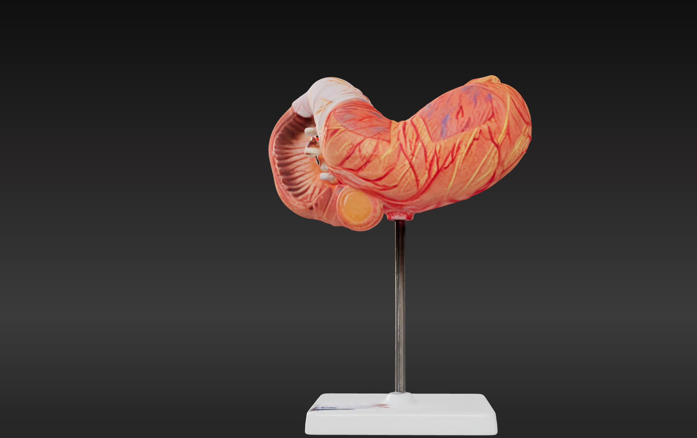3D Human Stomach Anatomy Model by azekapeka