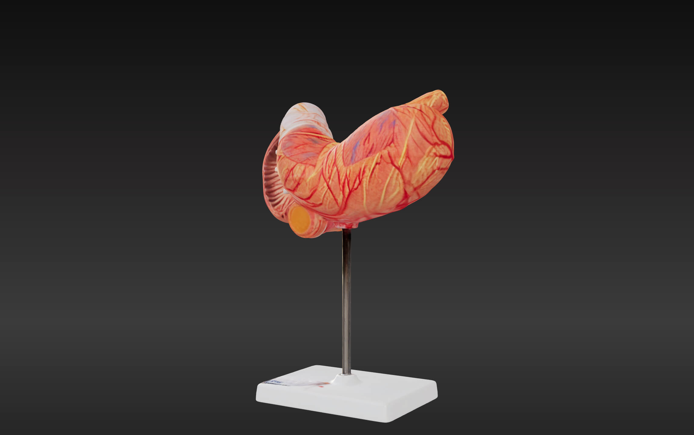 3D Human Stomach Anatomy Model by azekapeka