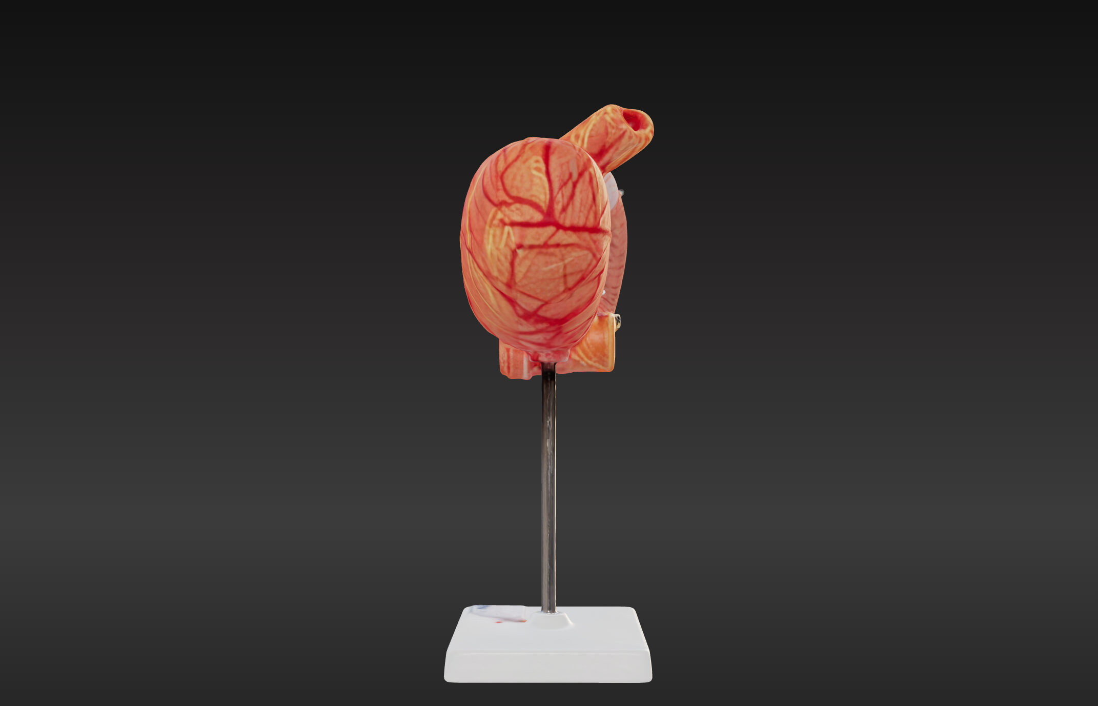 3D Human Stomach Anatomy Model by azekapeka