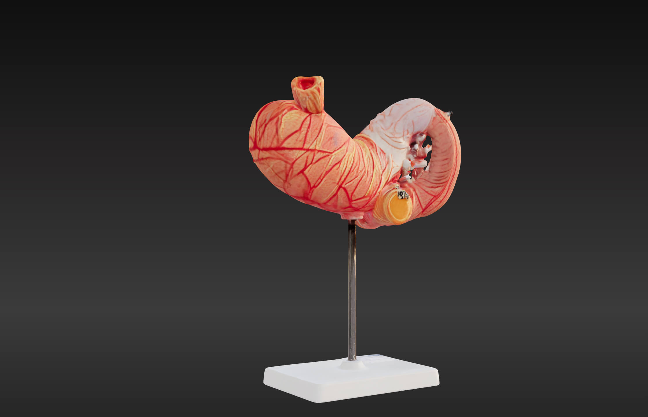 3D Human Stomach Anatomy Model by azekapeka