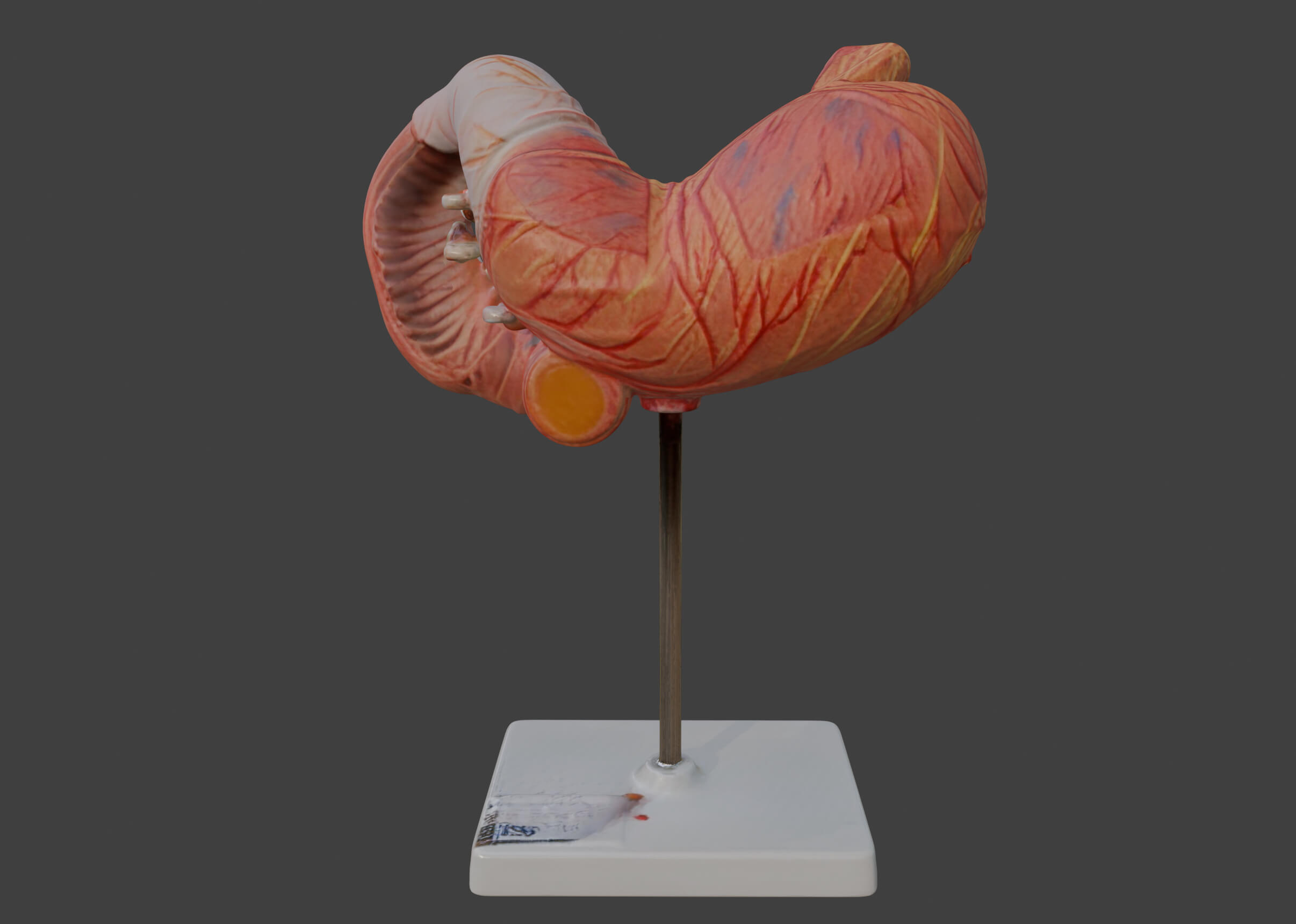 3D Human Stomach Anatomy Model by azekapeka