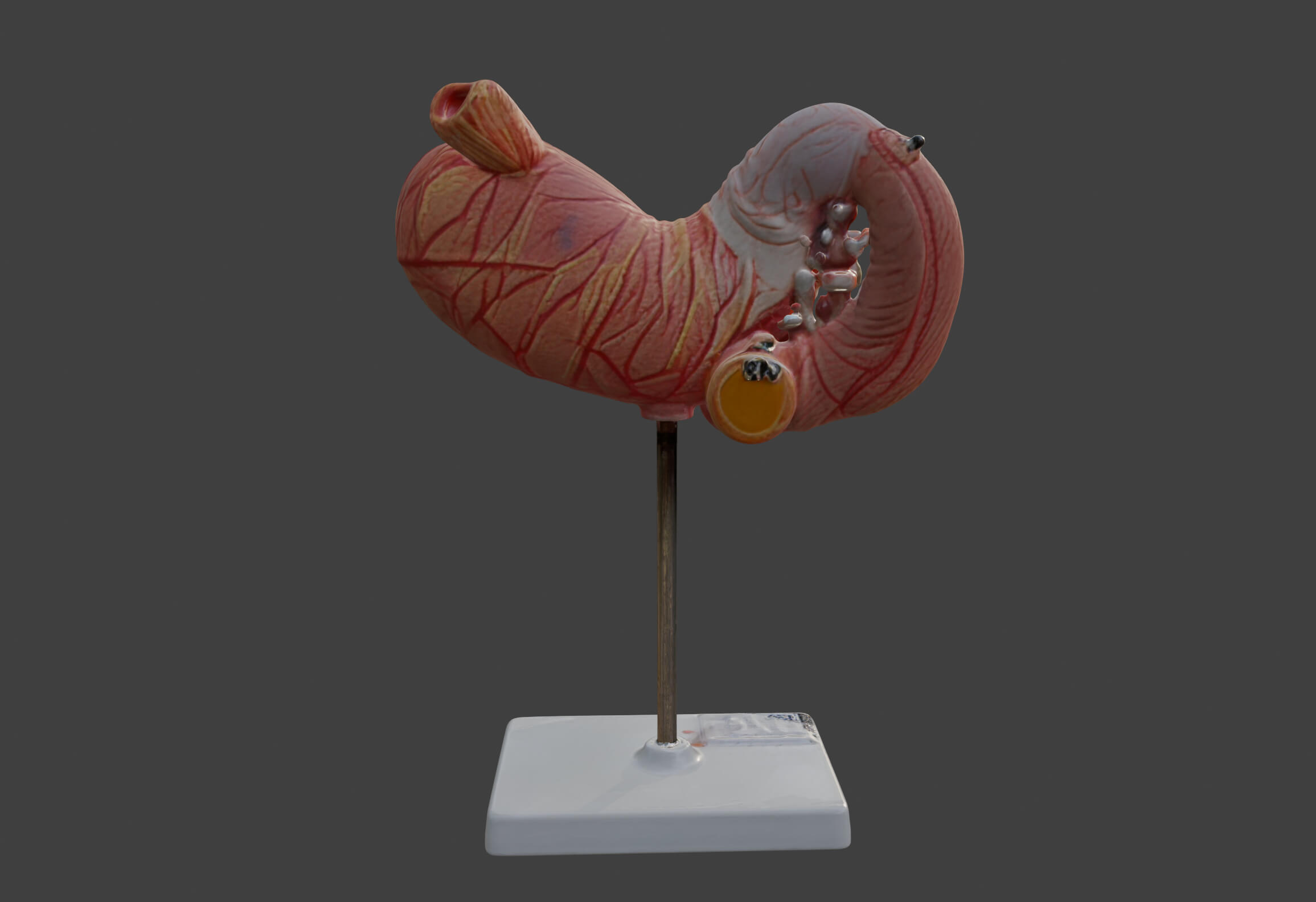 3D Human Stomach Anatomy Model by azekapeka