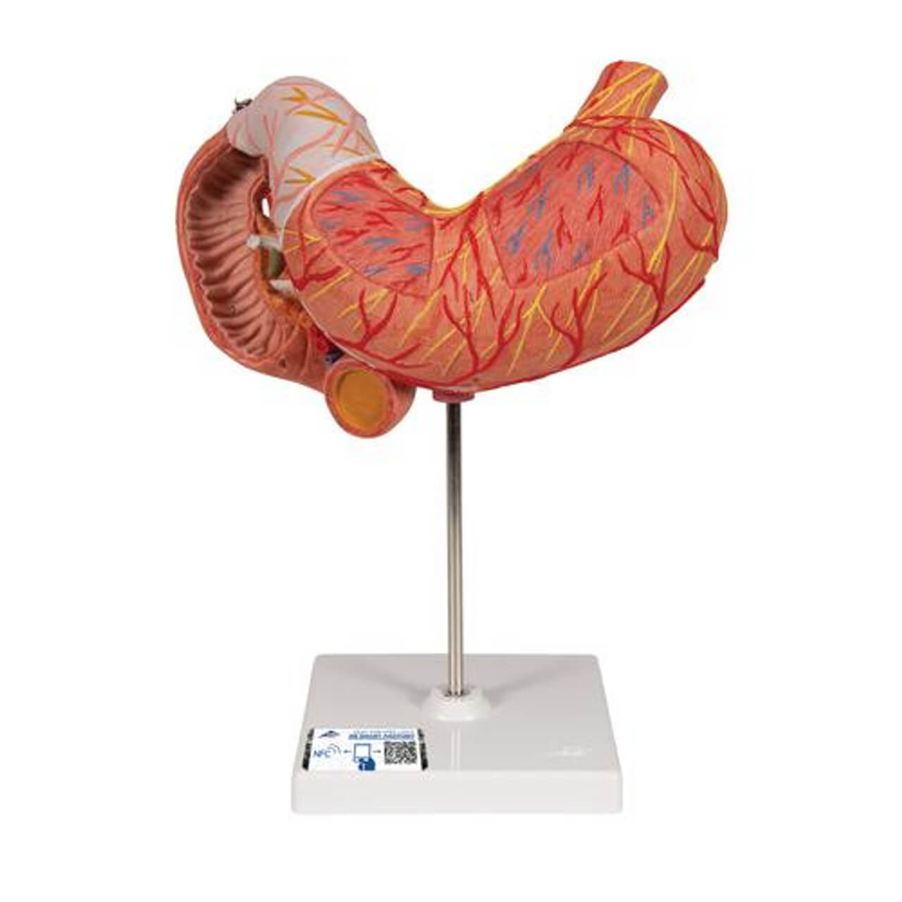 3D Human Stomach Anatomy Model by azekapeka