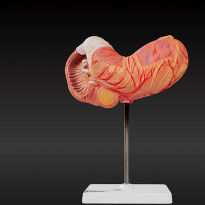 3D Human Stomach Anatomy Model by azekapeka