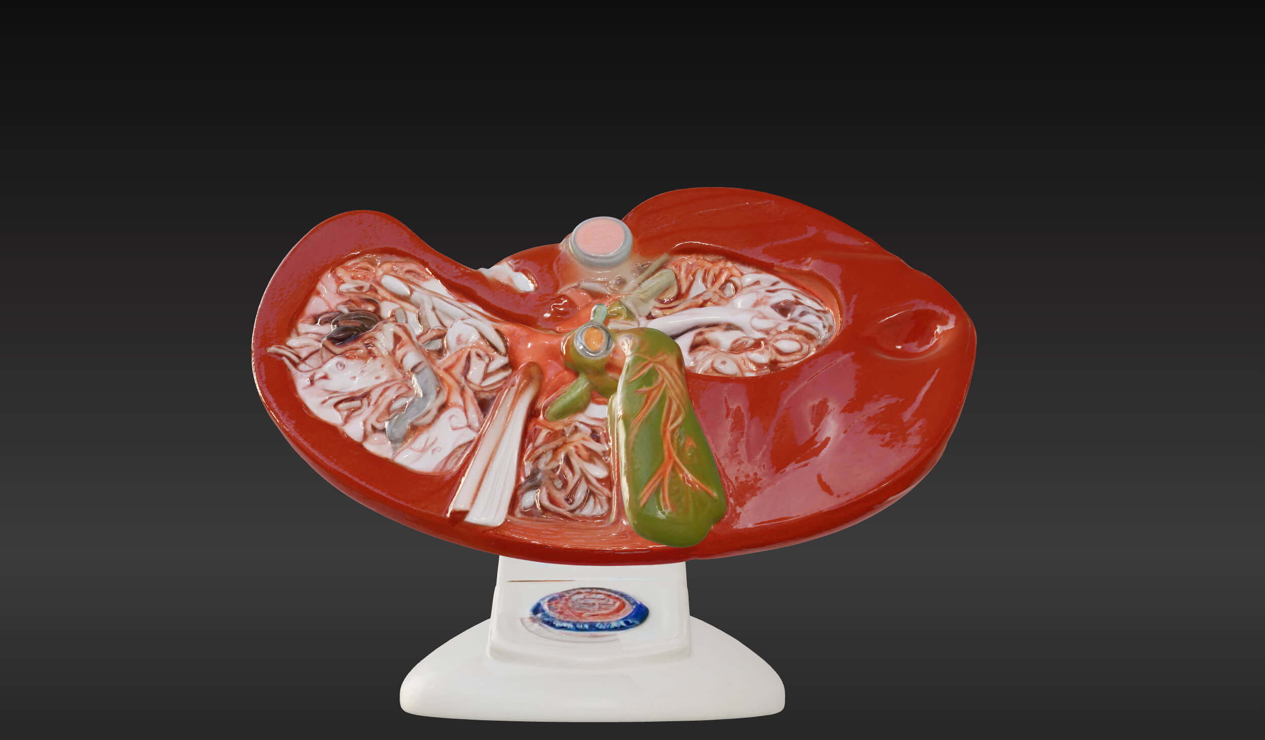 3D Liver and Gallbladder Anatomical Model by azekapeka