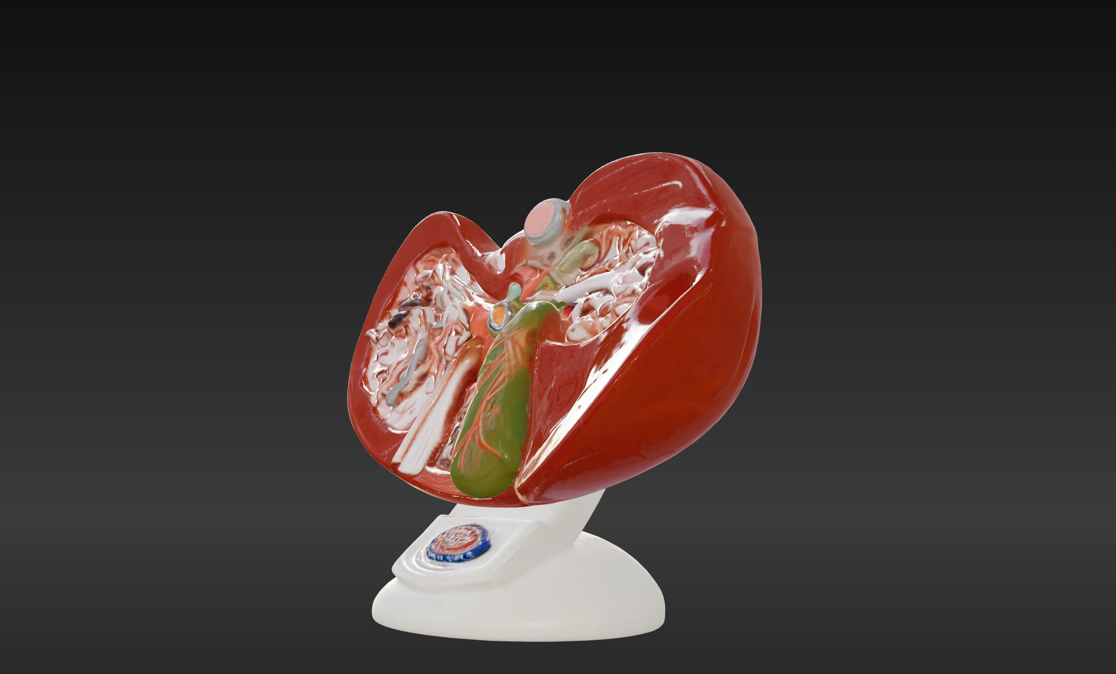 3D Liver and Gallbladder Anatomical Model by azekapeka