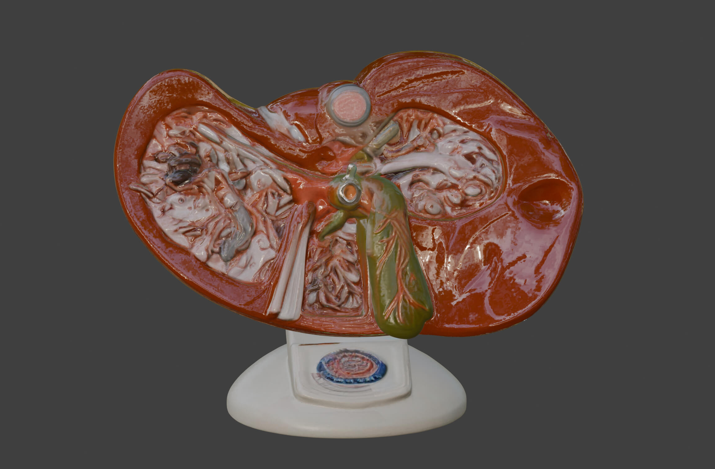 3D Liver and Gallbladder Anatomical Model by azekapeka