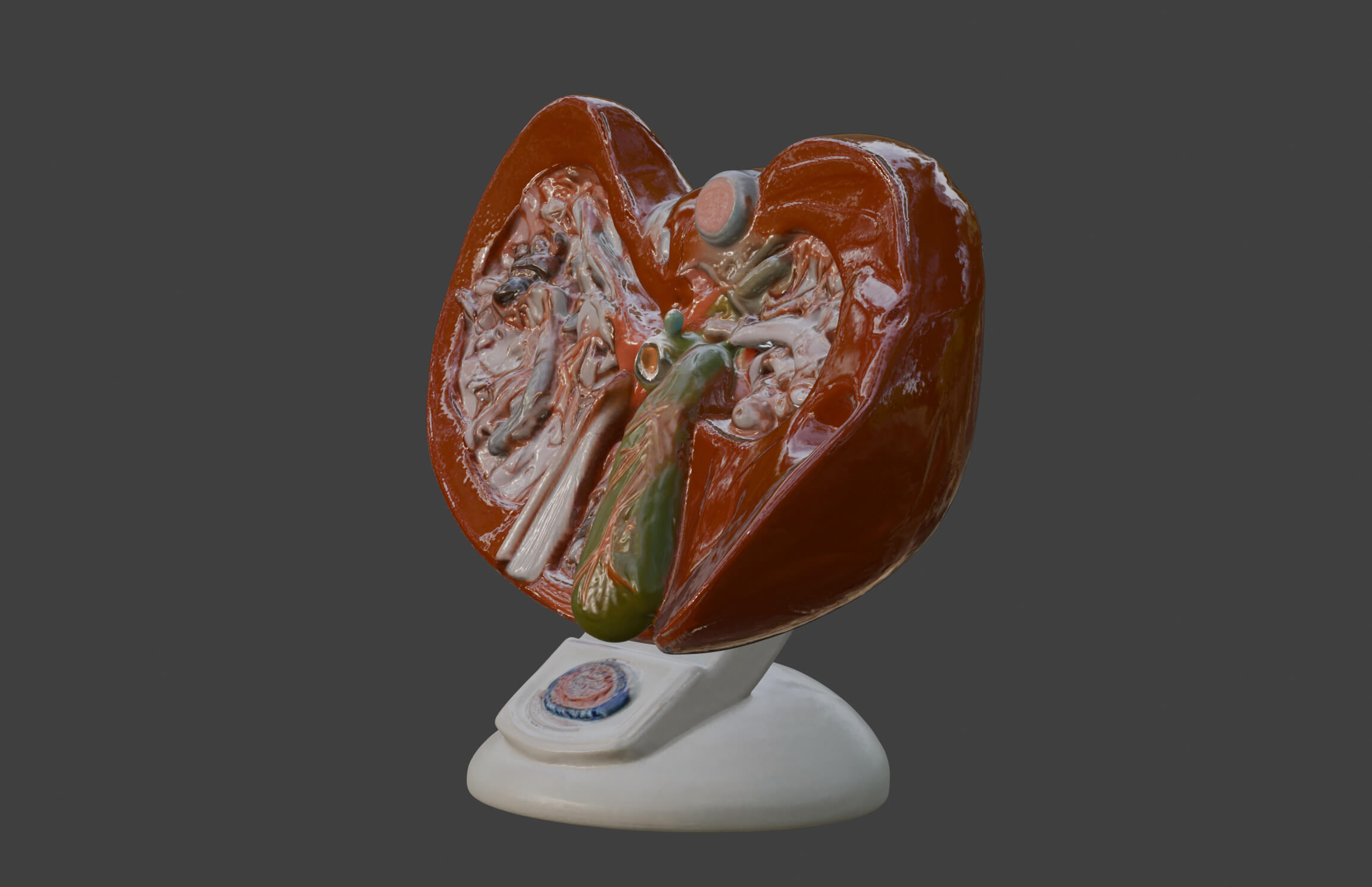 3D Liver and Gallbladder Anatomical Model by azekapeka