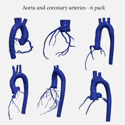 azekapeka | 3D Models | Arteries
