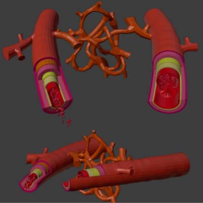 3D Model of Artery and Vein Anatomy by azekapeka