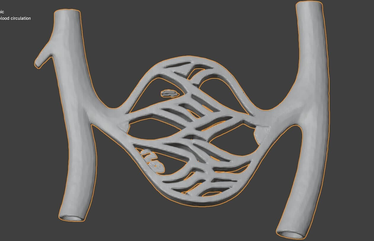 3D Model of Blood Circulation by azekapeka