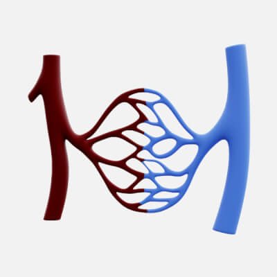 3D Model of Blood Circulation by azekapeka