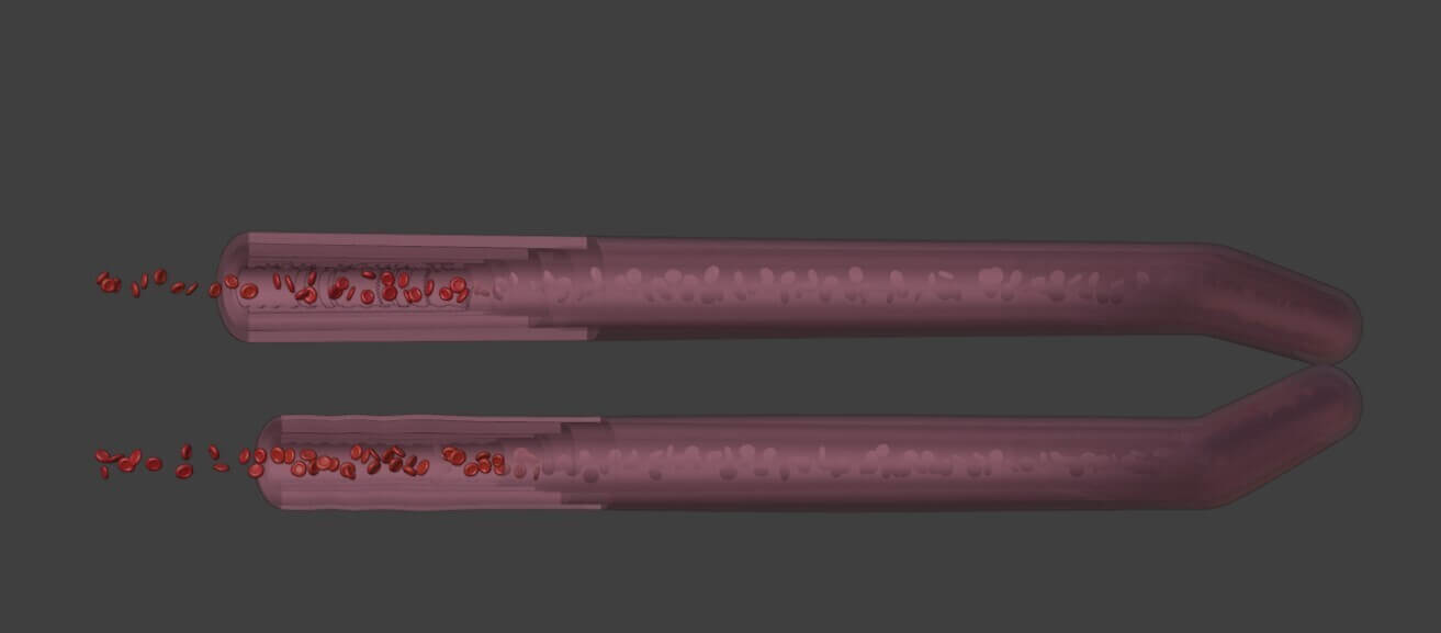 3D Model of Blood Vessels Anatomy by azekapeka