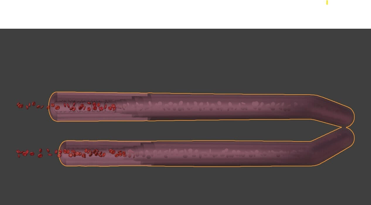 3D Model of Blood Vessels Anatomy by azekapeka