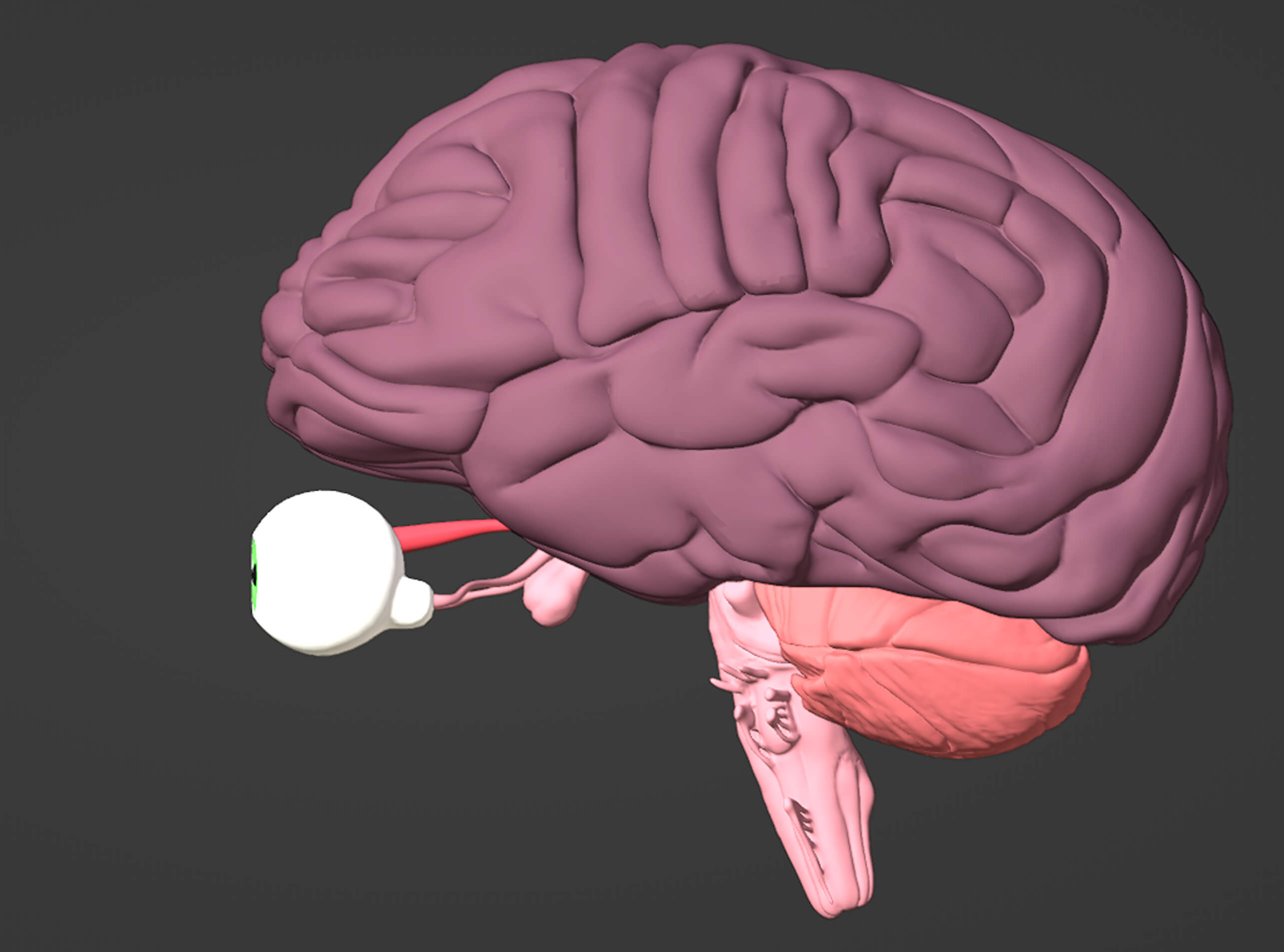 3D Model of Brain, Brain Stem and Eyes by azekapeka