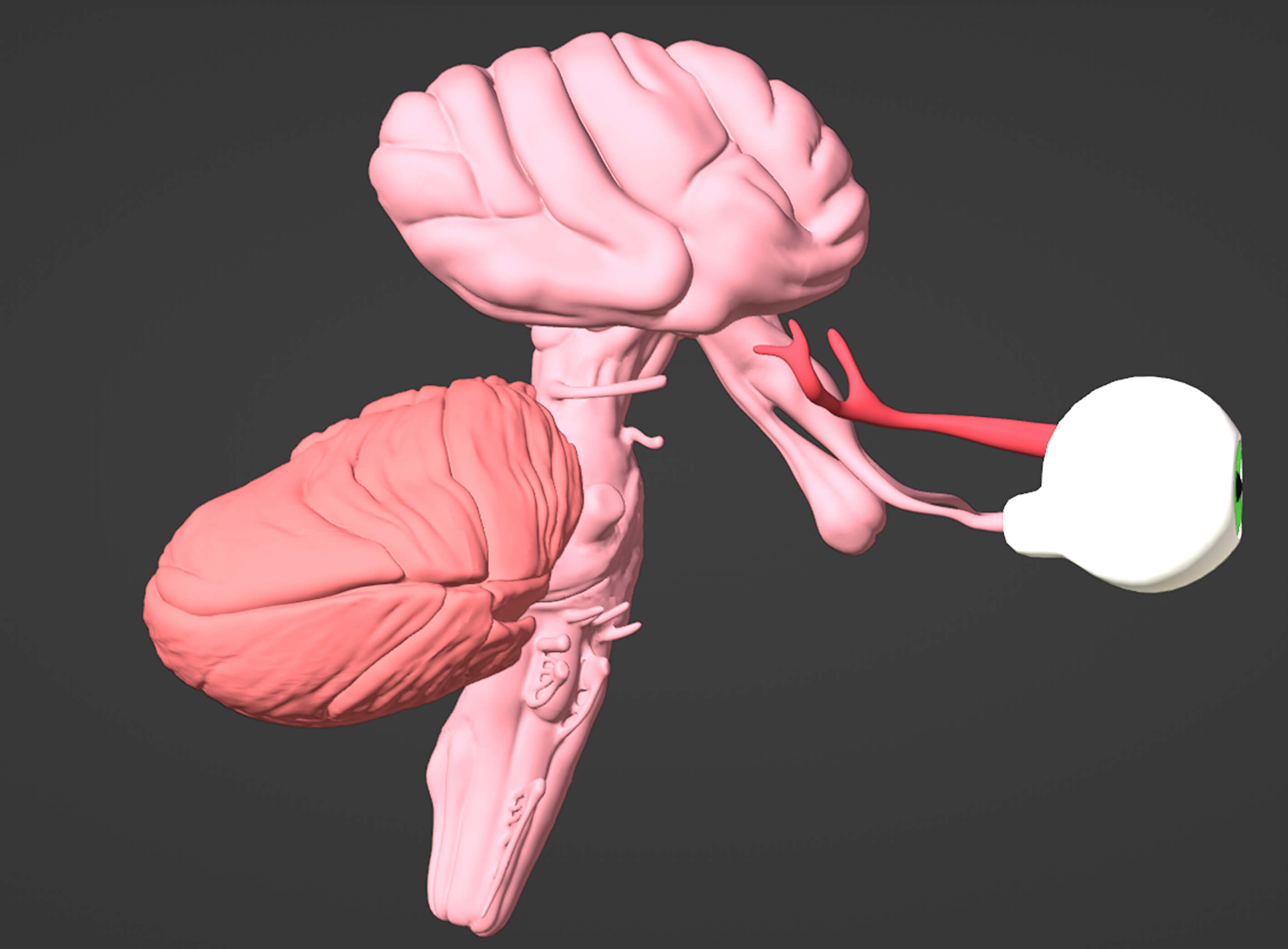 3D Model of Brain, Brain Stem and Eyes by azekapeka