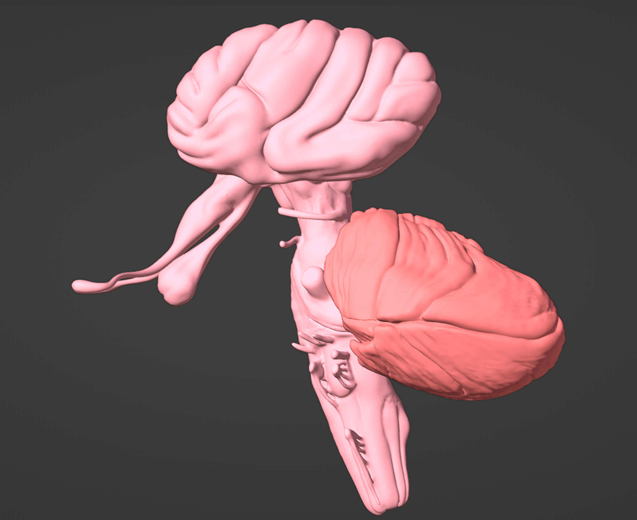 3D Model of Brain, Brain Stem and Eyes by azekapeka