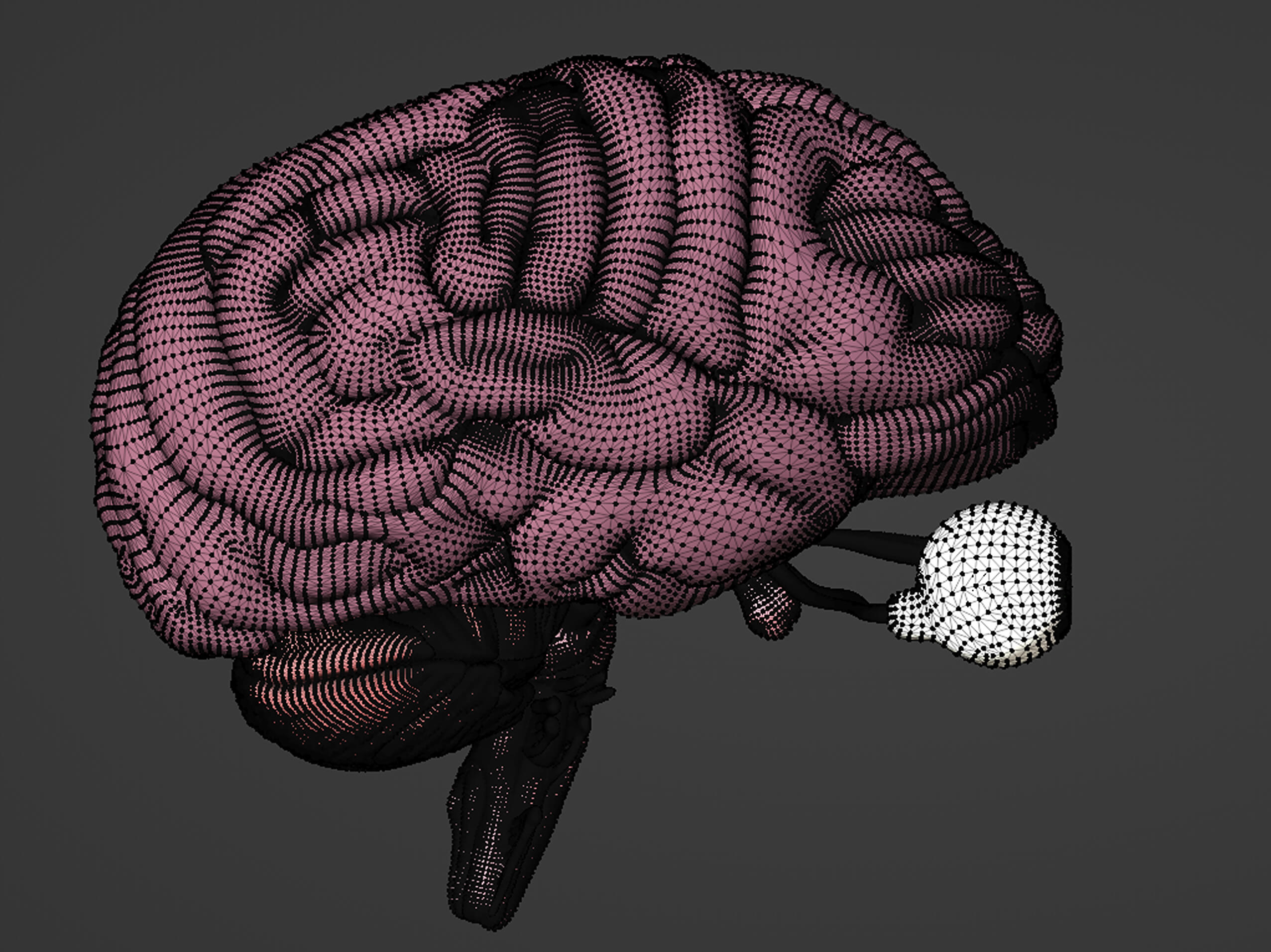 3D Model of Brain, Brain Stem and Eyes by azekapeka