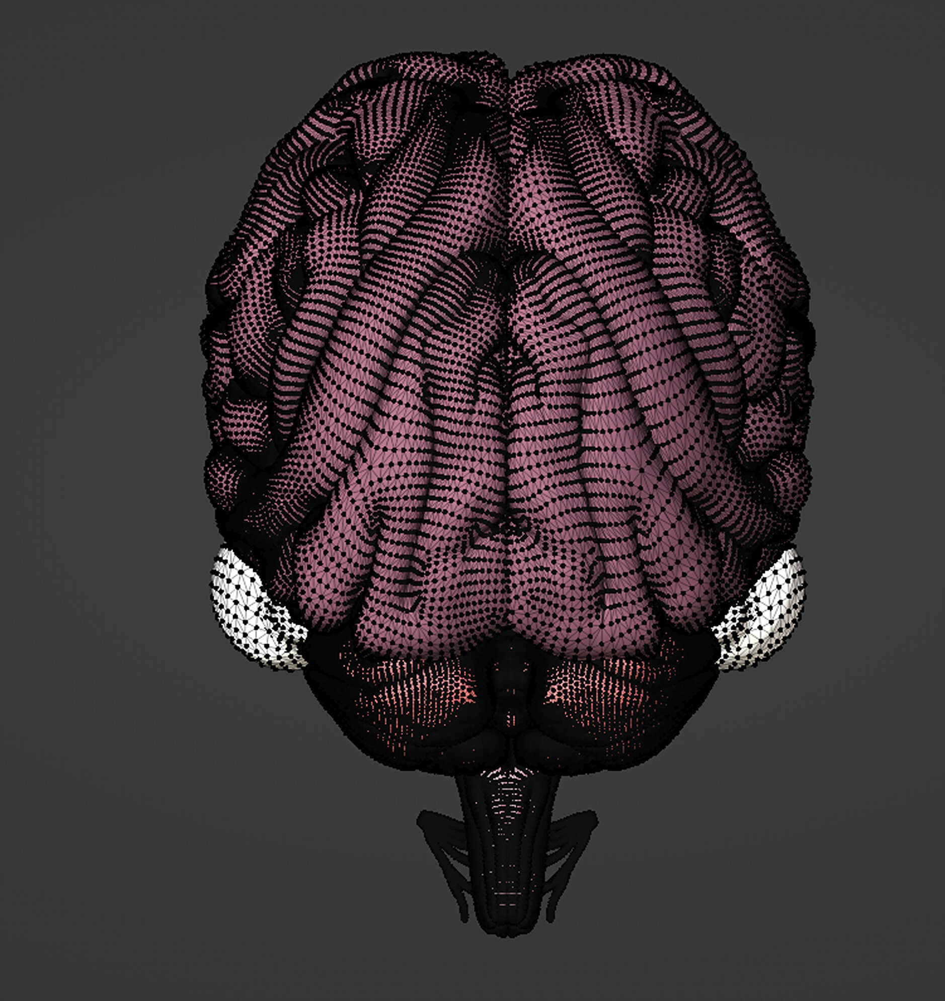 3D Model of Brain, Brain Stem and Eyes by azekapeka