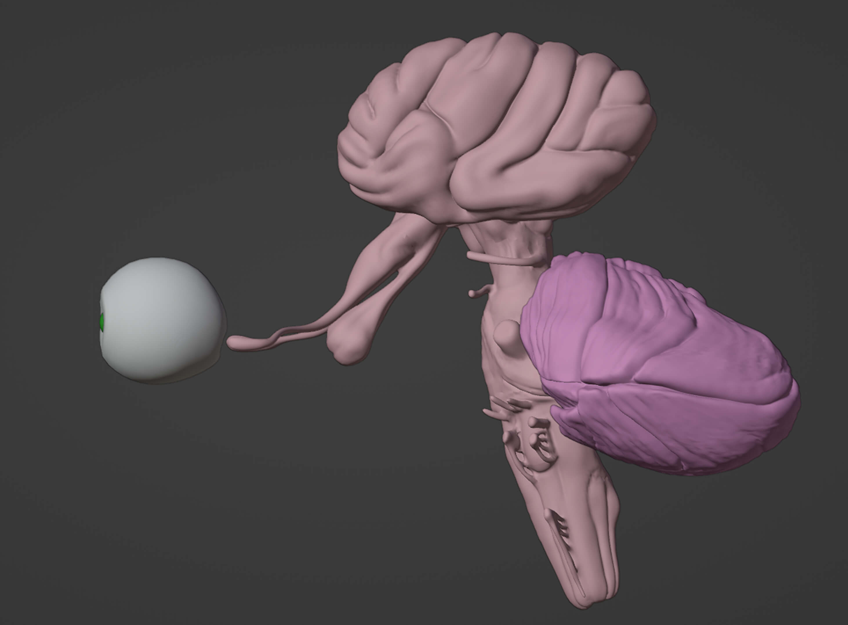 3D Model of Brain Stem and Cranial Nerves by azekapeka