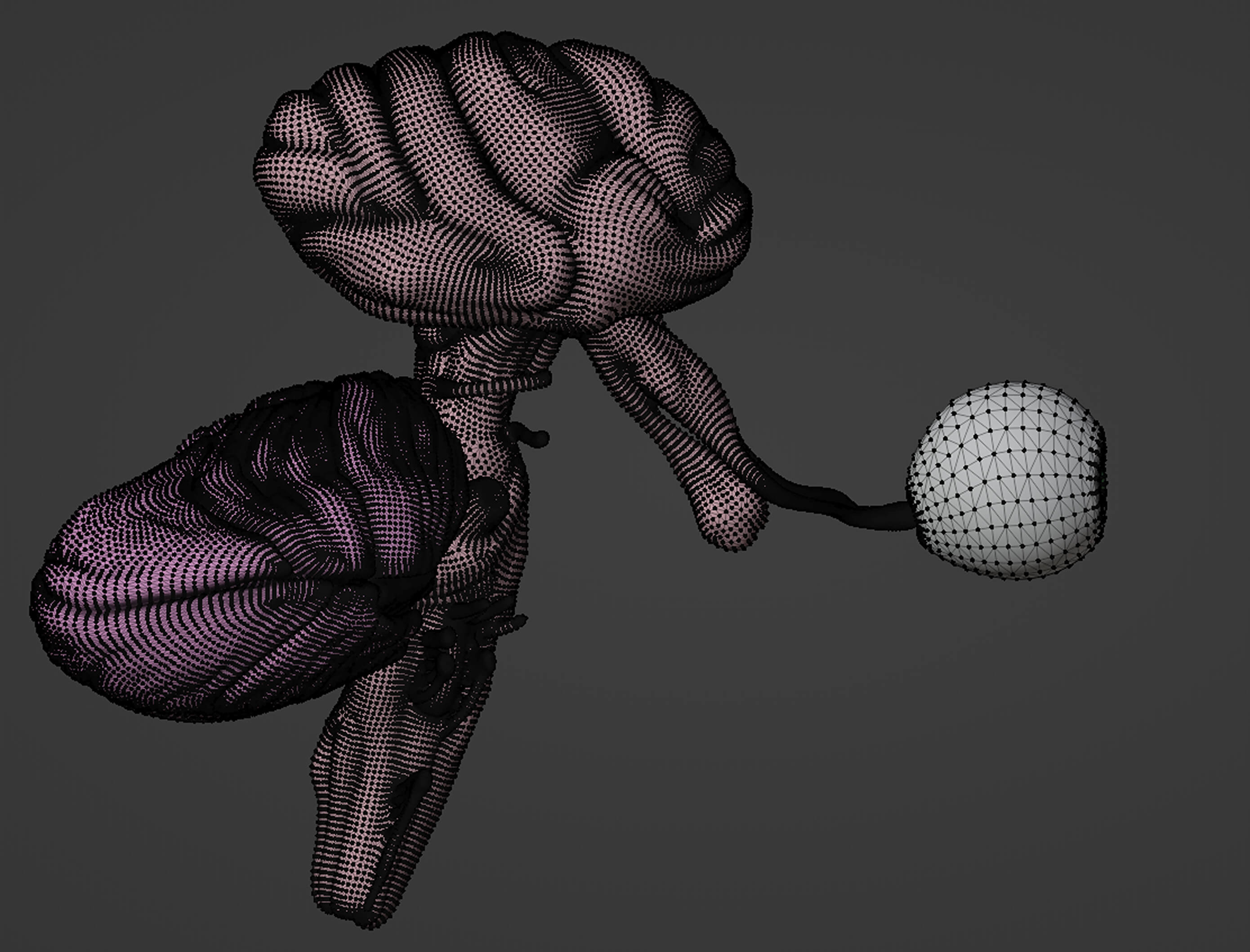 3D Model of Brain Stem and Cranial Nerves by azekapeka