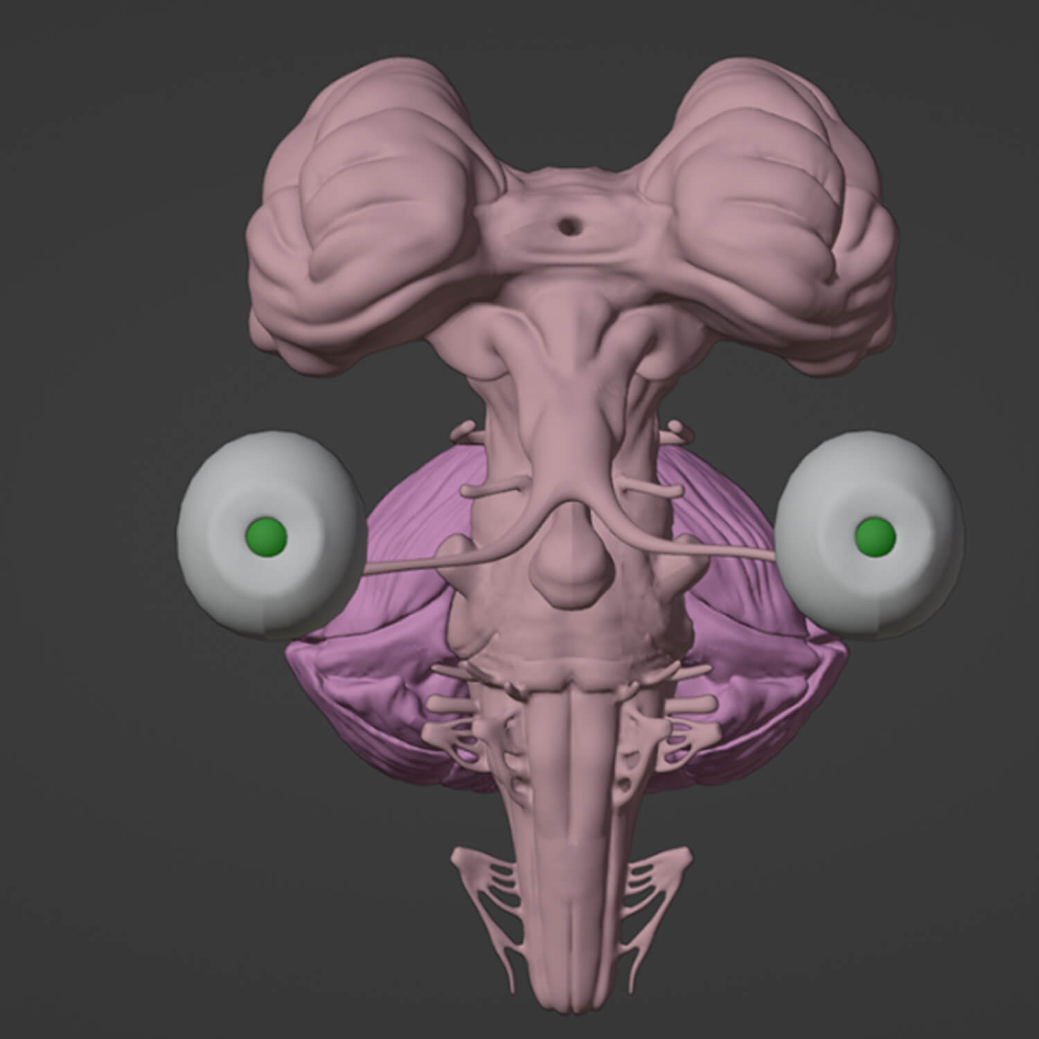 3D Model of Brain Stem and Cranial Nerves by azekapeka