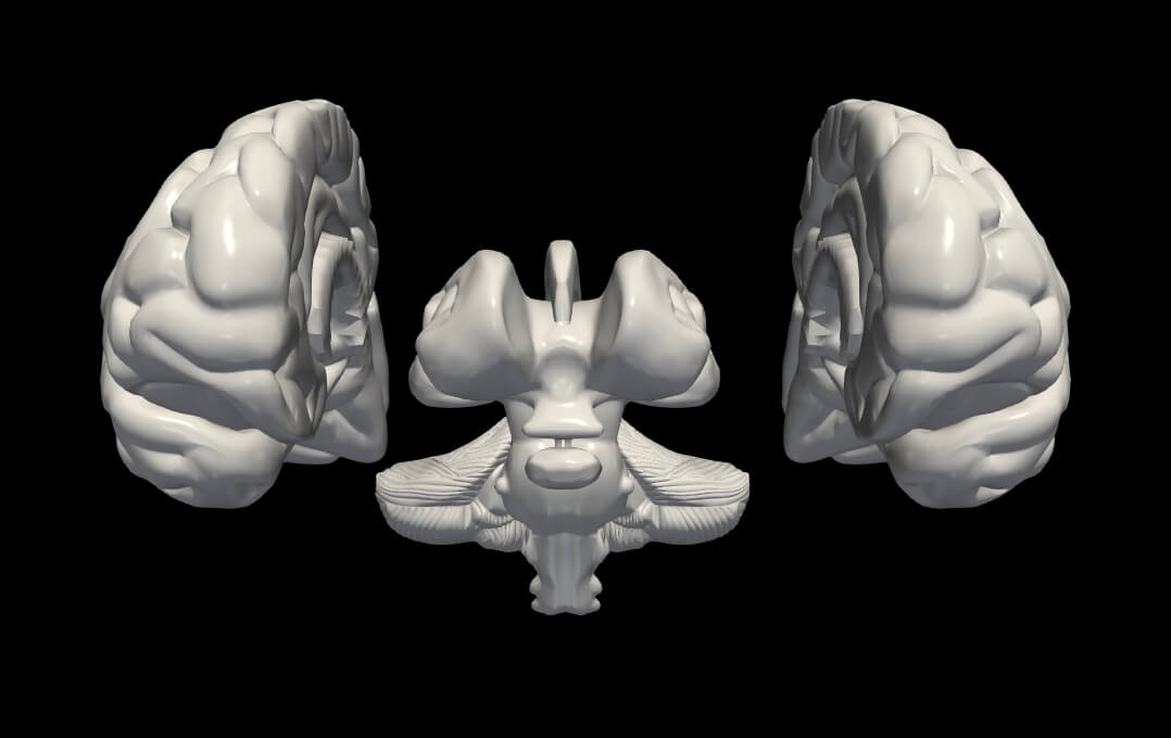 3D Model of Brain With Cerebellum and Brain Stem by azekapeka