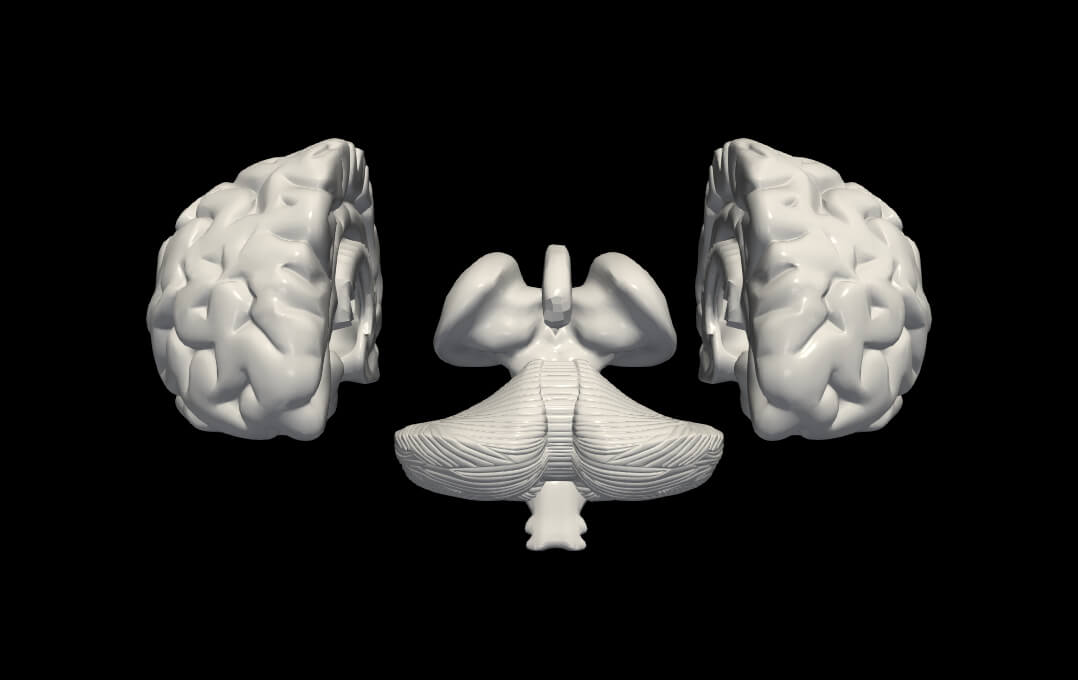 3D Model of Brain With Cerebellum and Brain Stem by azekapeka