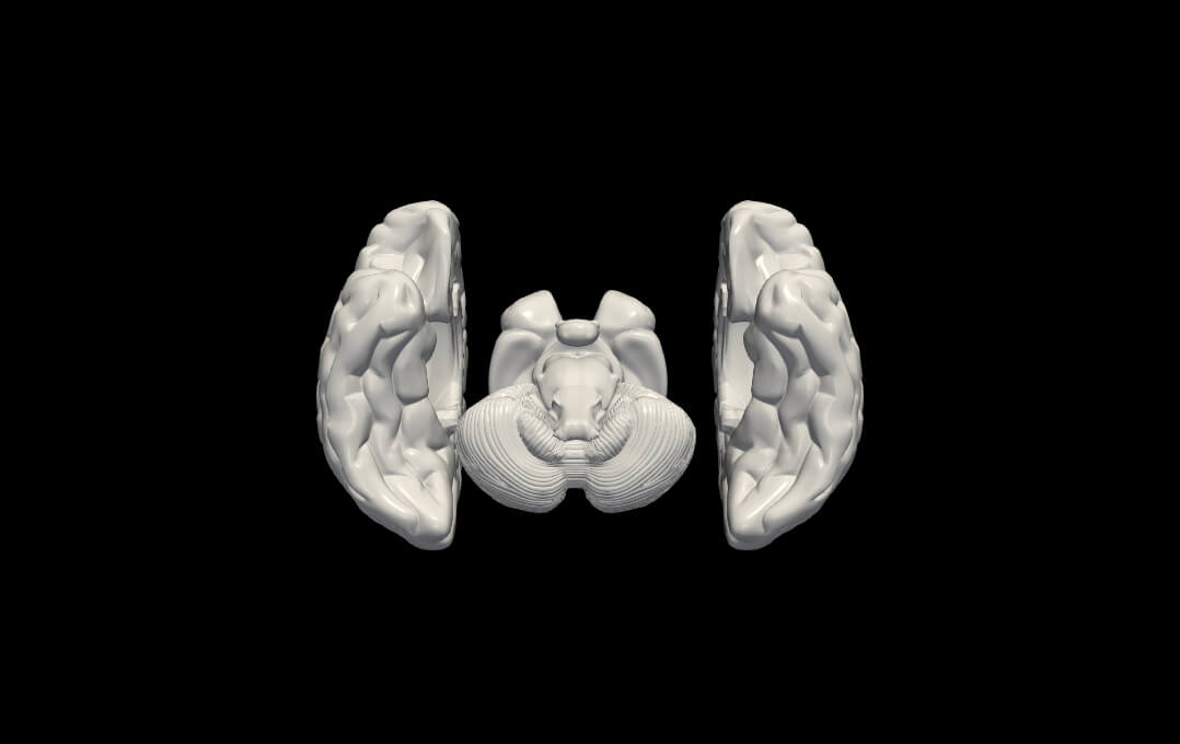 3D Model of Brain With Cerebellum and Brain Stem by azekapeka