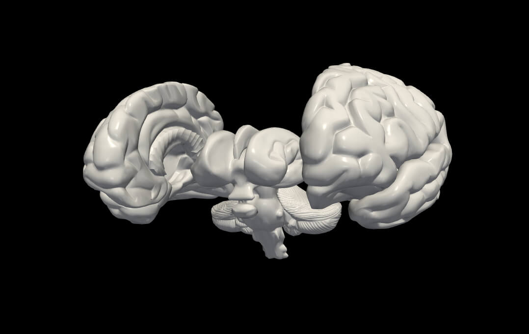 3D Model of Brain With Cerebellum and Brain Stem by azekapeka
