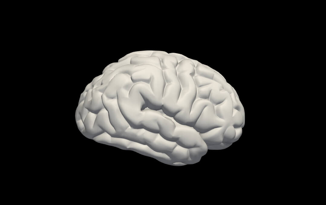 3D Model of Brain With Cerebellum and Brain Stem by azekapeka