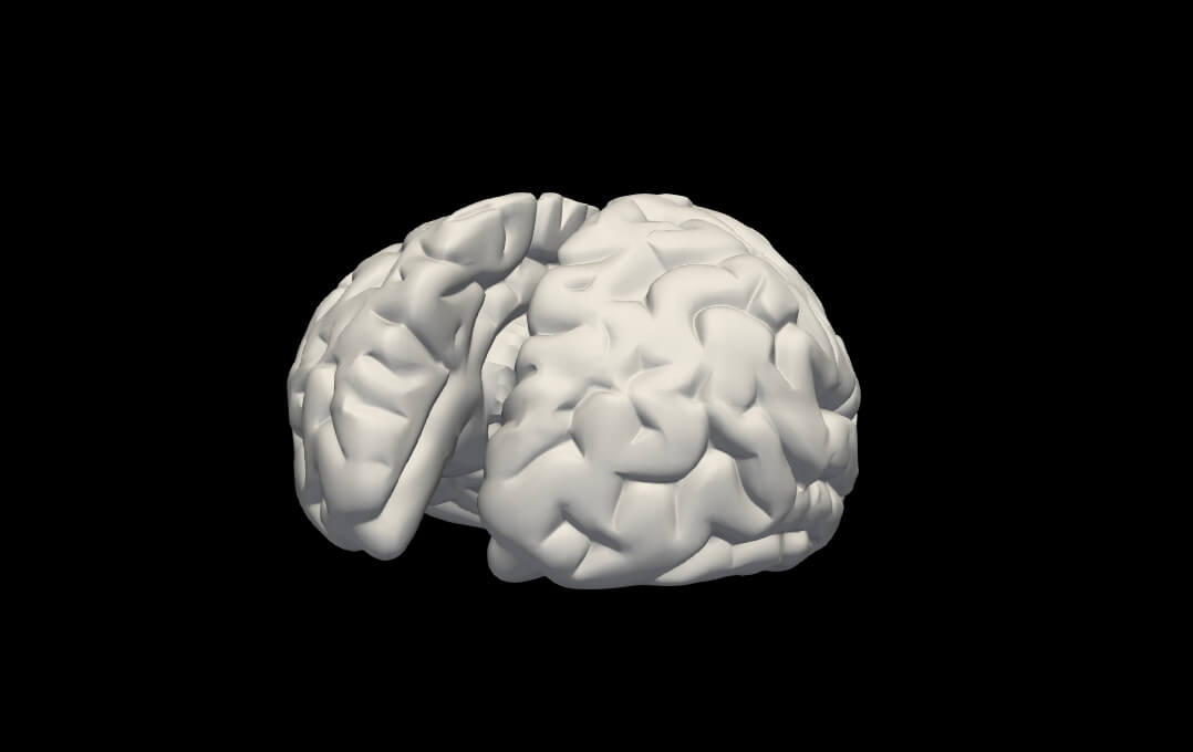 3D Model of Brain With Cerebellum and Brain Stem by azekapeka