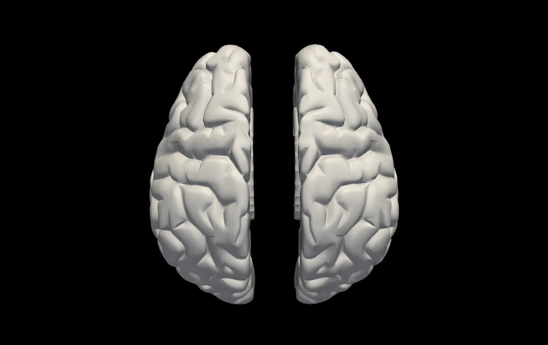 3D Model of Brain With Cerebellum and Brain Stem by azekapeka