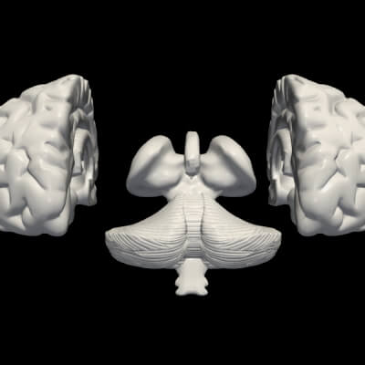 Mid Poly Models | Anatomy | Brains | RenderHub