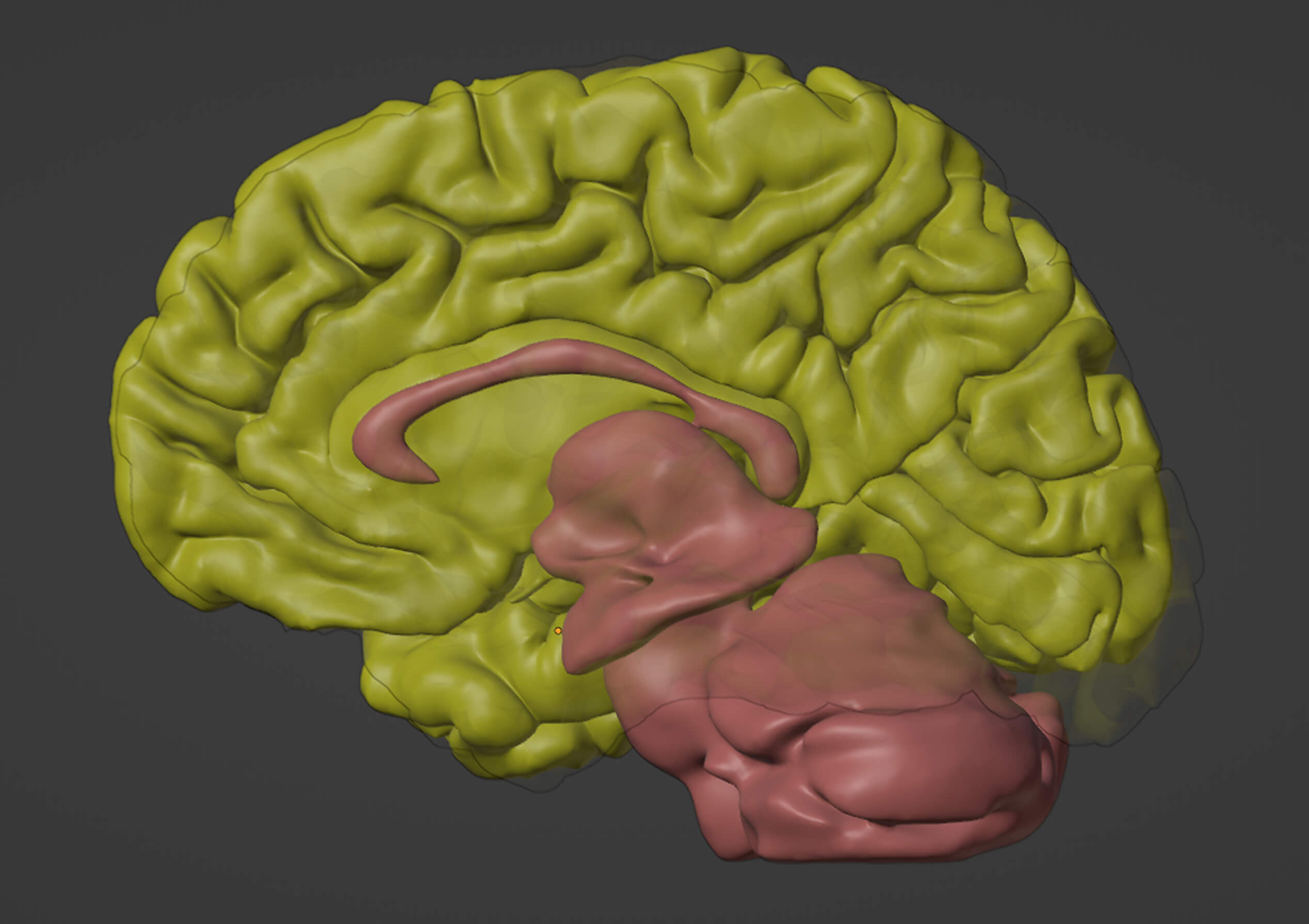 3D Model of Brain by azekapeka
