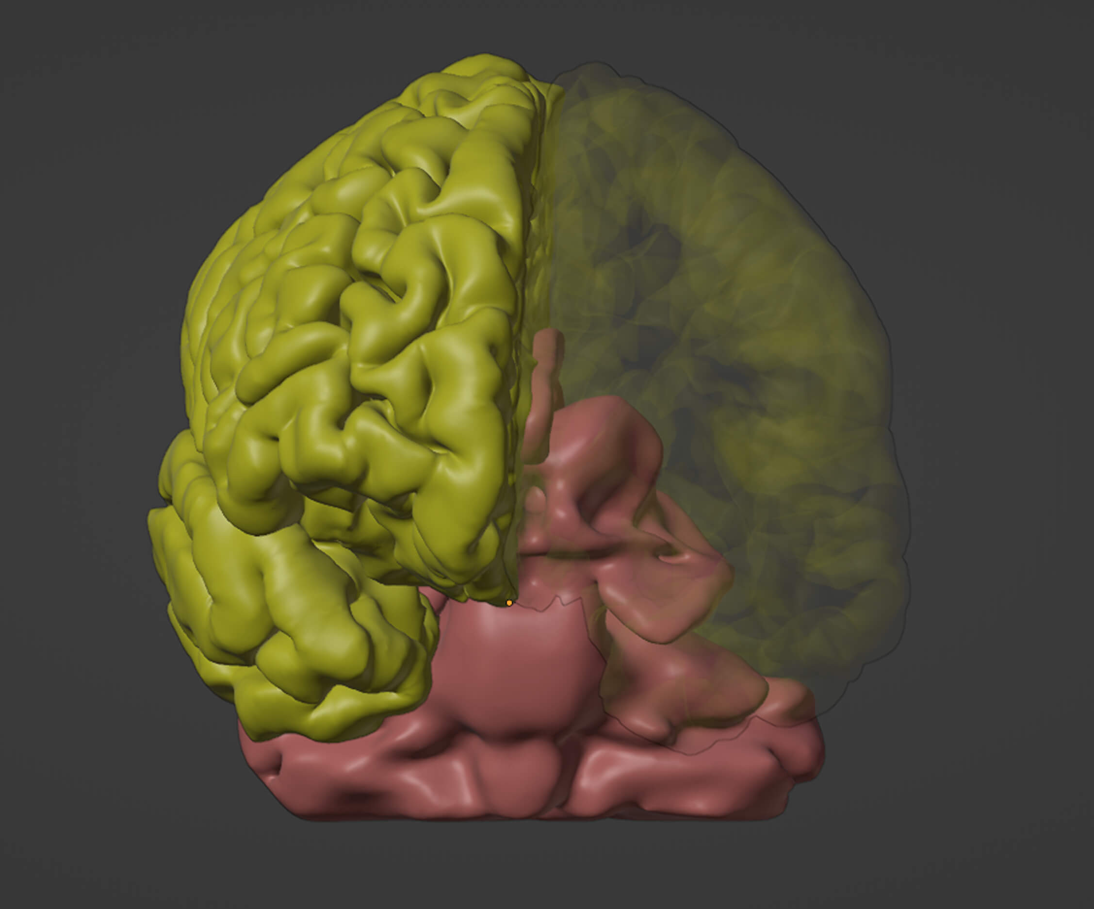 3D Model of Brain by azekapeka