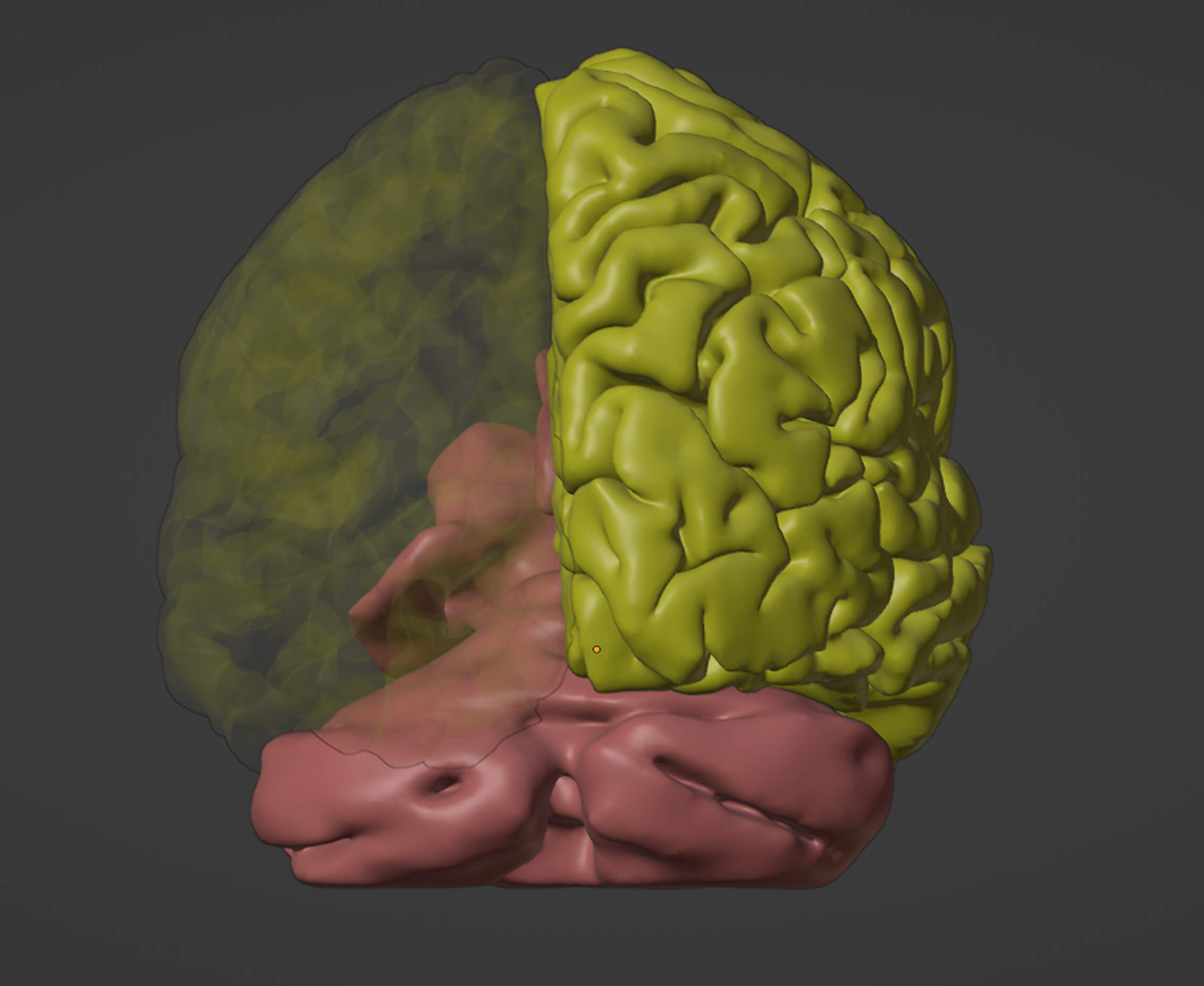 3D Model of Brain by azekapeka
