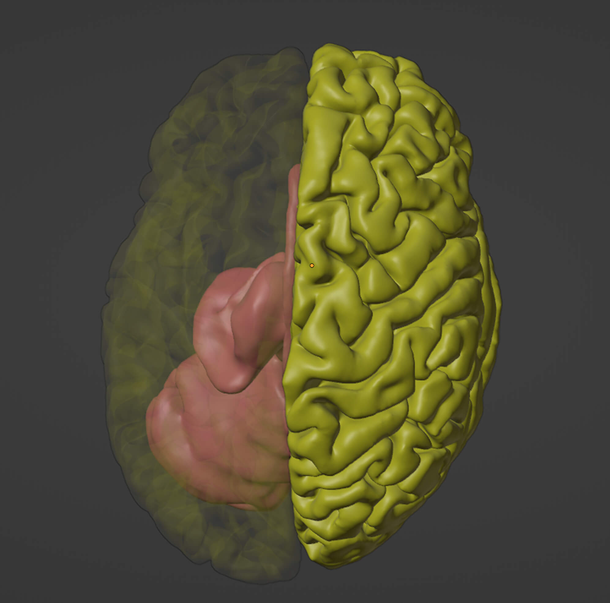 3D Model of Brain by azekapeka