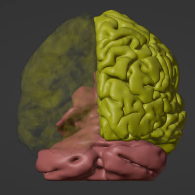 3D Model of Brain by azekapeka