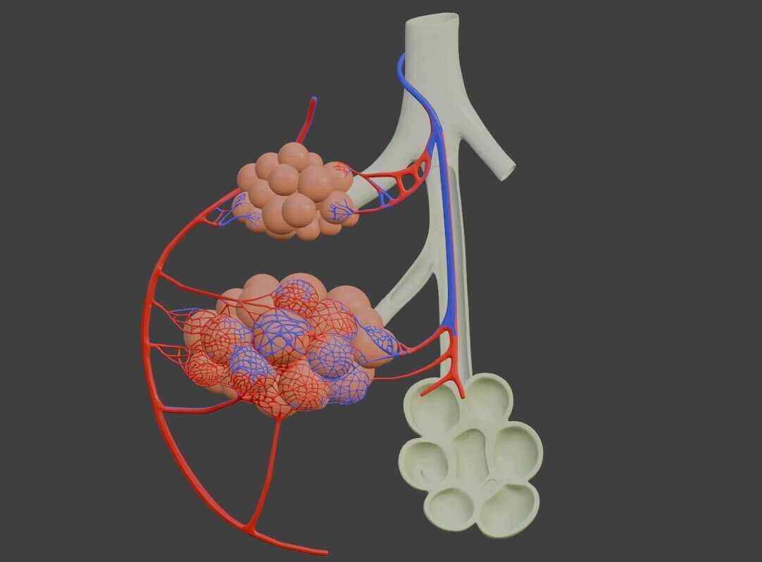 3D Model of Bronchioles and Alveoli Anatomy by azekapeka