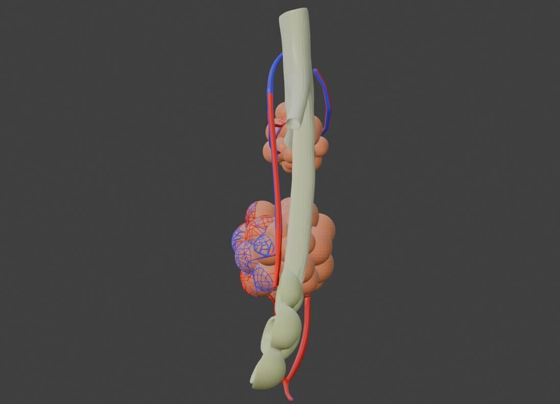 3D Model of Bronchioles and Alveoli Anatomy by azekapeka