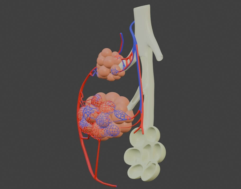 3D Model of Bronchioles and Alveoli Anatomy by azekapeka