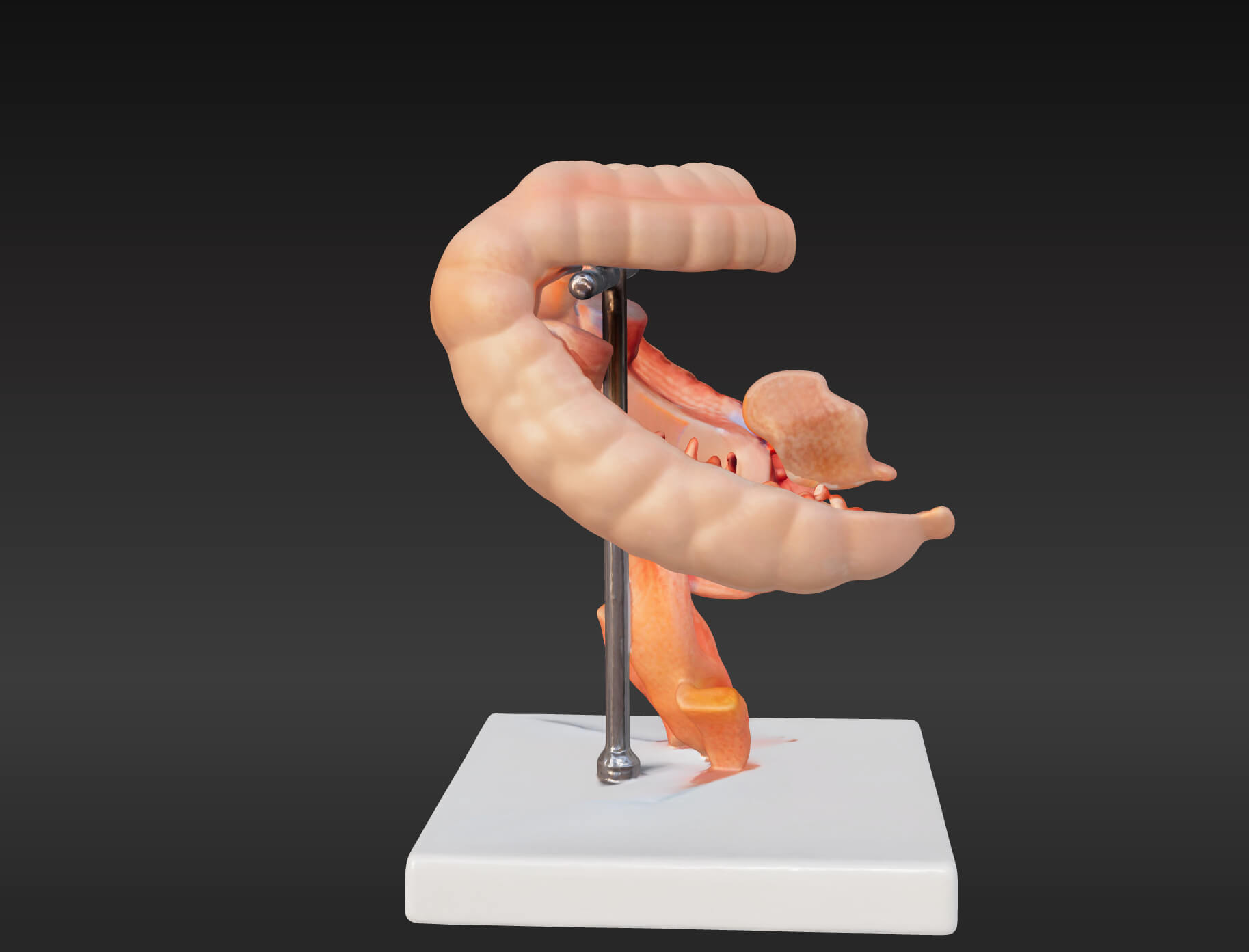 3D Model of Caecum and Appendix by azekapeka