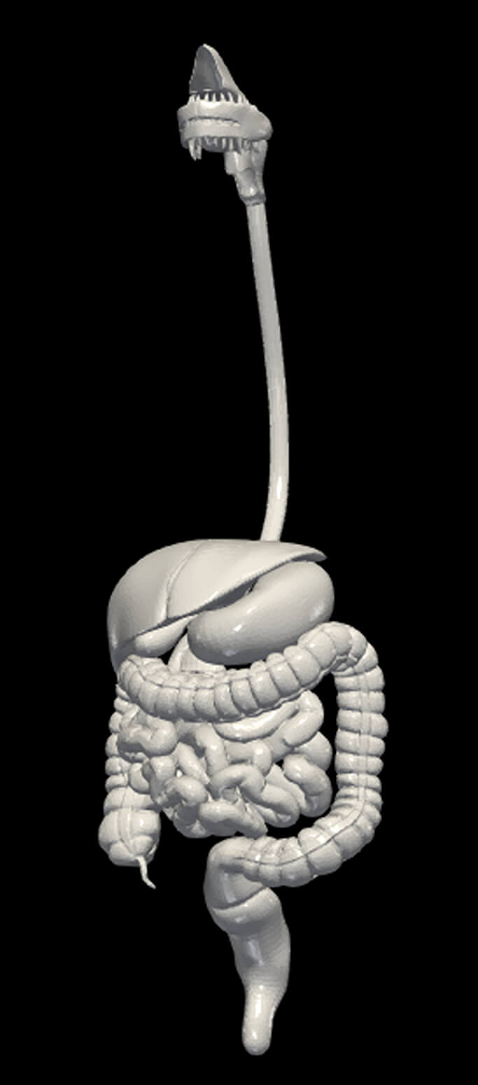 3D Model of Digestive System by azekapeka