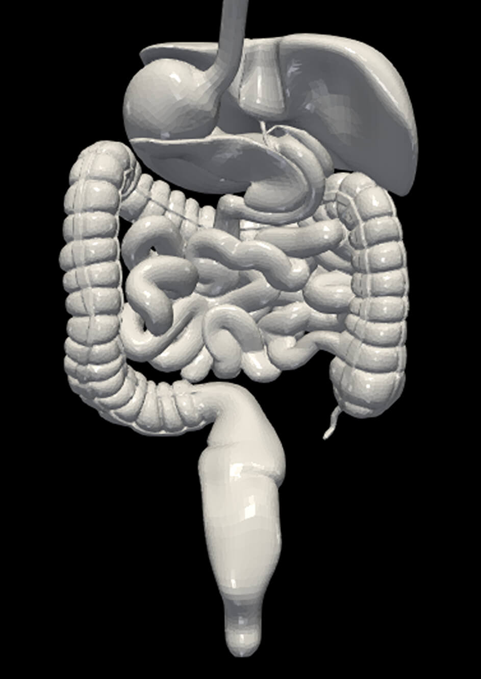 3D Model of Digestive System by azekapeka
