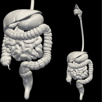 3D Model of Digestive System by azekapeka