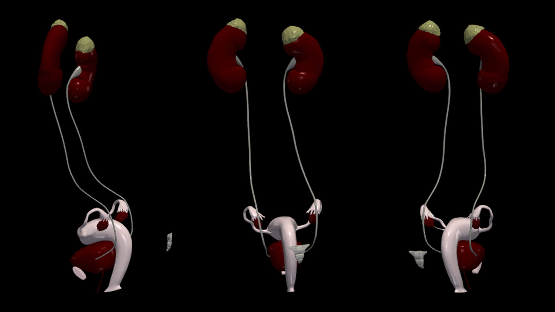 3D Model of Female Reproductive and Urinary System by azekapeka