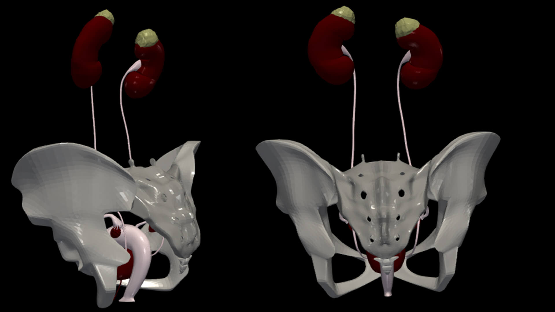 3d Model Of Female Reproductive Urinary System Hip And Sac By Azekapeka 0263