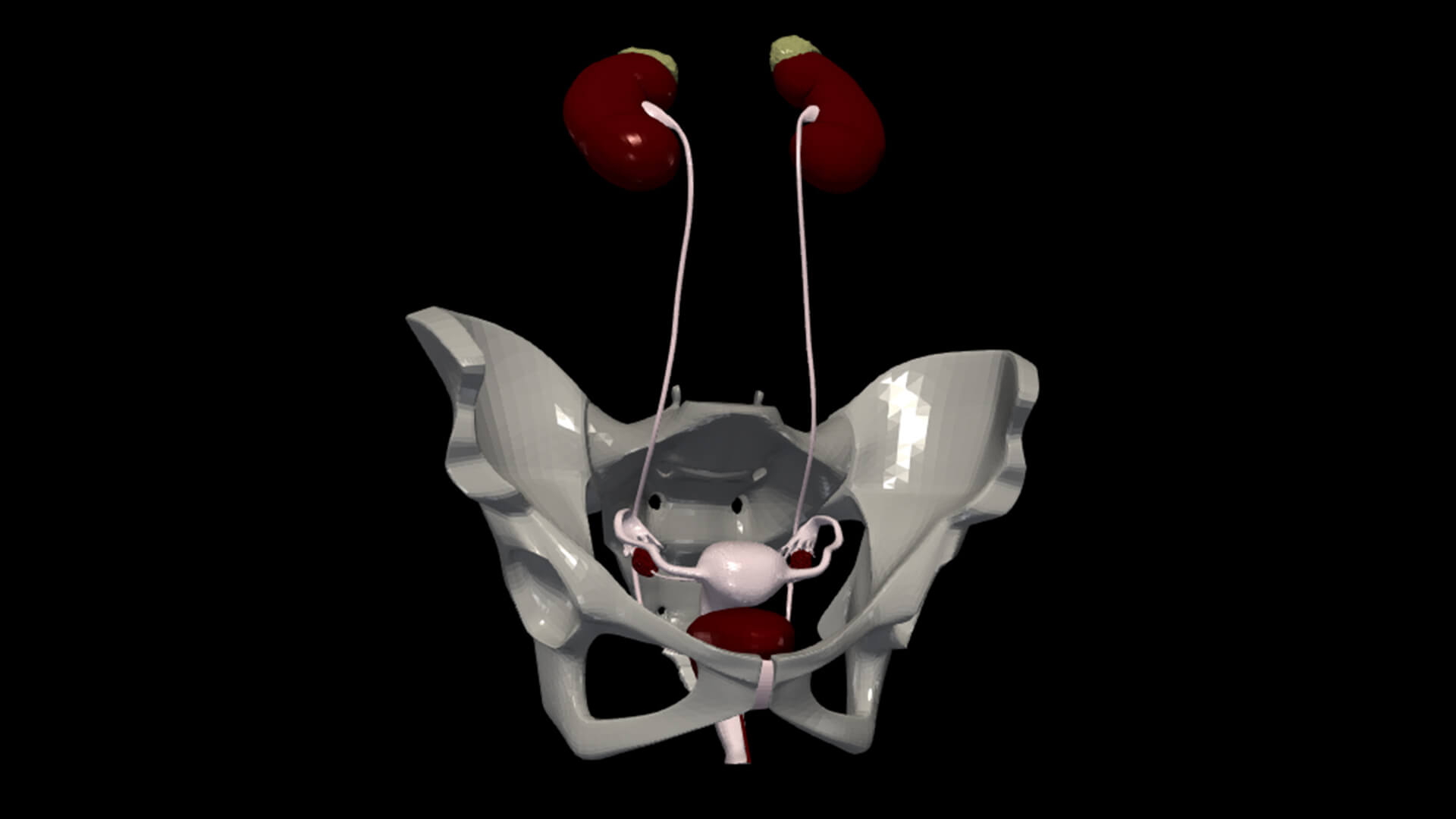 3d Model Of Female Reproductive Urinary System Hip And Sac By Azekapeka 9391